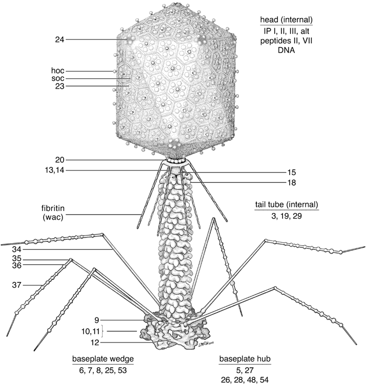 Bacteriophage Structure Labeled